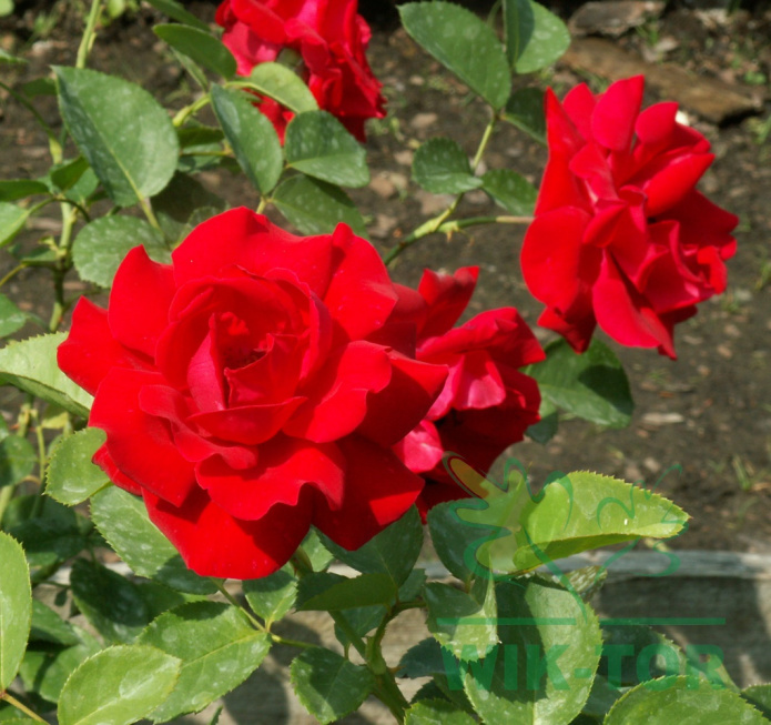 Róża pnąca Santana®- Ogrodniczy sklep internetowy WIK-TOR